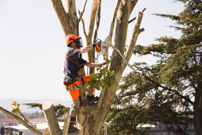 Tree Maintenance, Knoxville, TN | JC's Tree and Landscape Service