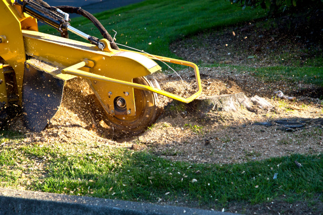 Stump Grinding, Knoxville, TN | JC's Tree and Landscape Service
