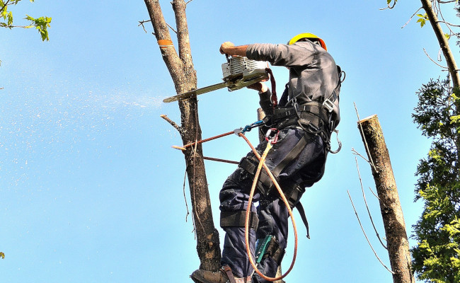 About JC’s Tree and Landscape Service, Knoxville, TN