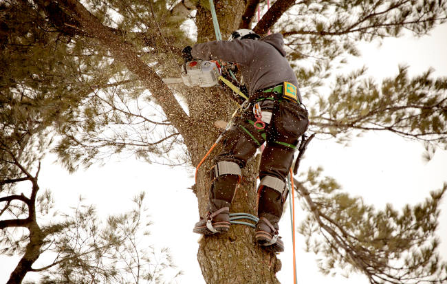 Fall Tree Care, Knoxville, TN | JC's Tree and Landscape Service