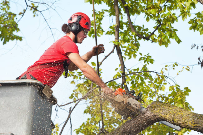 Spring Tree Care, Knoxville, TN | JC's Tree and Landscape Service
