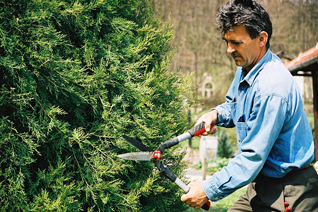 Common Tree Services That Will Benefit Your Yard | JC's Tree and ...