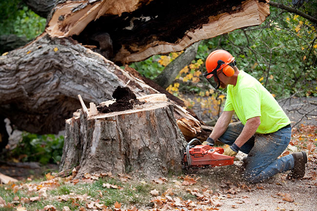 Give Up the DIY Tree Services and Relax | JC's Tree and Landscape Service